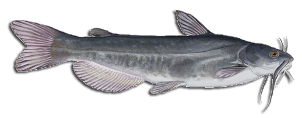 Catfish Fishing Techniques - Lee Bailey Jr Bassmaster Elite Series Pro ...